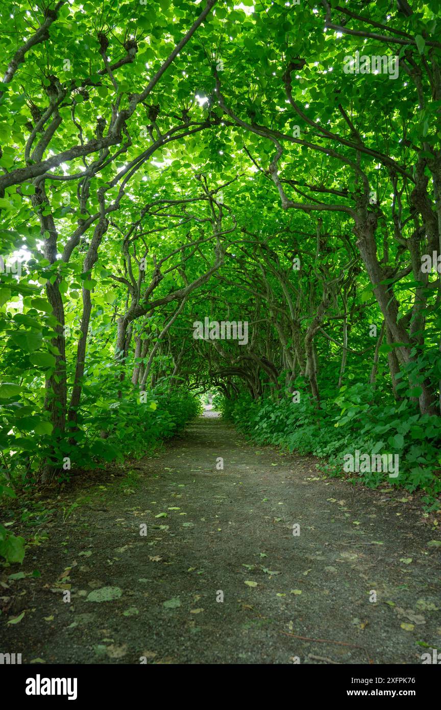 A footpath through a lush, green tunnel in the garden of Red Manor ...
