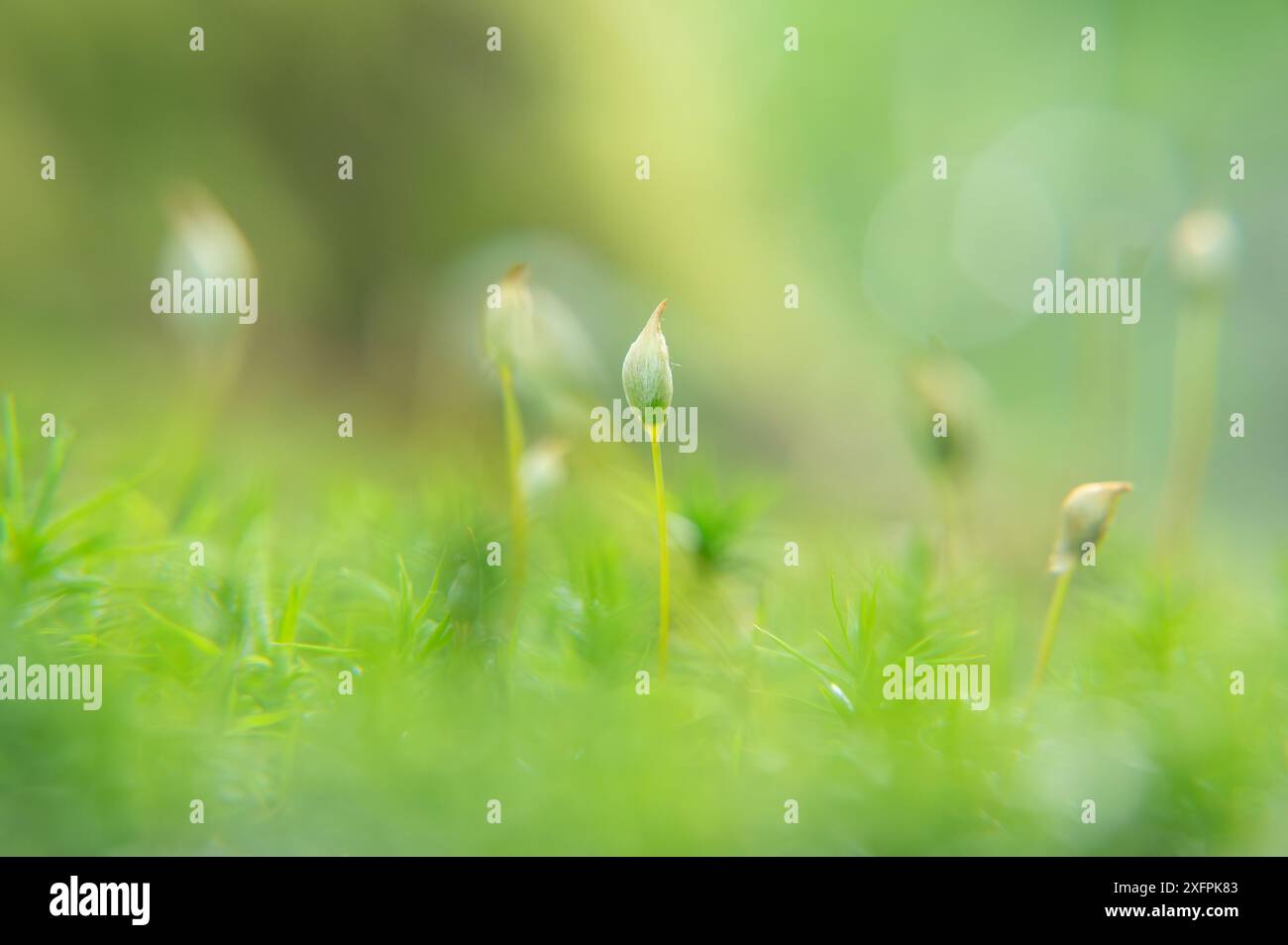Focus on a single moss spore against a blurred green background in ...