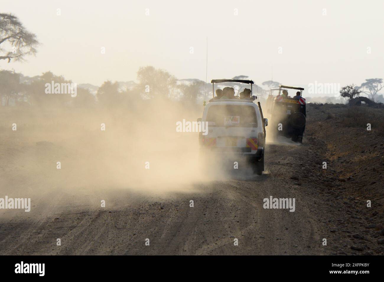 Safari vehicles throwing up dust, Amboseli National Park, Kenya, August ...