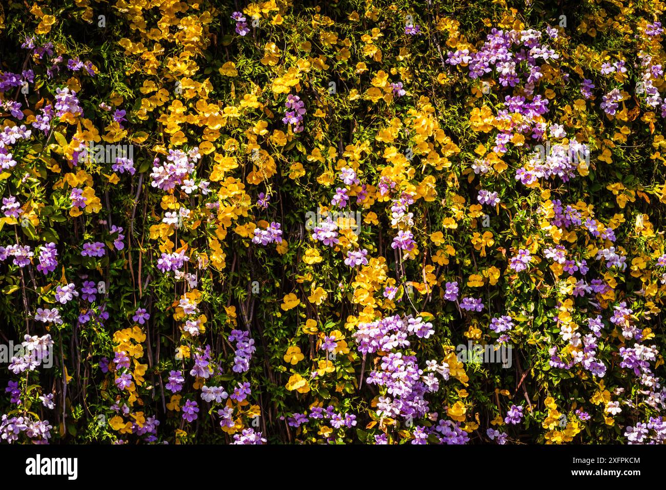 A wall of yellow Dolichandra unguis-cati, known as Golden Shower, cats ...