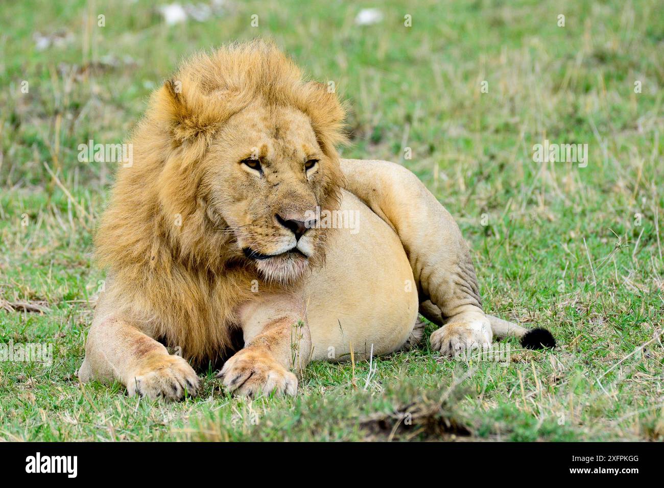 Lion with full stomach hi-res stock photography and images - Alamy