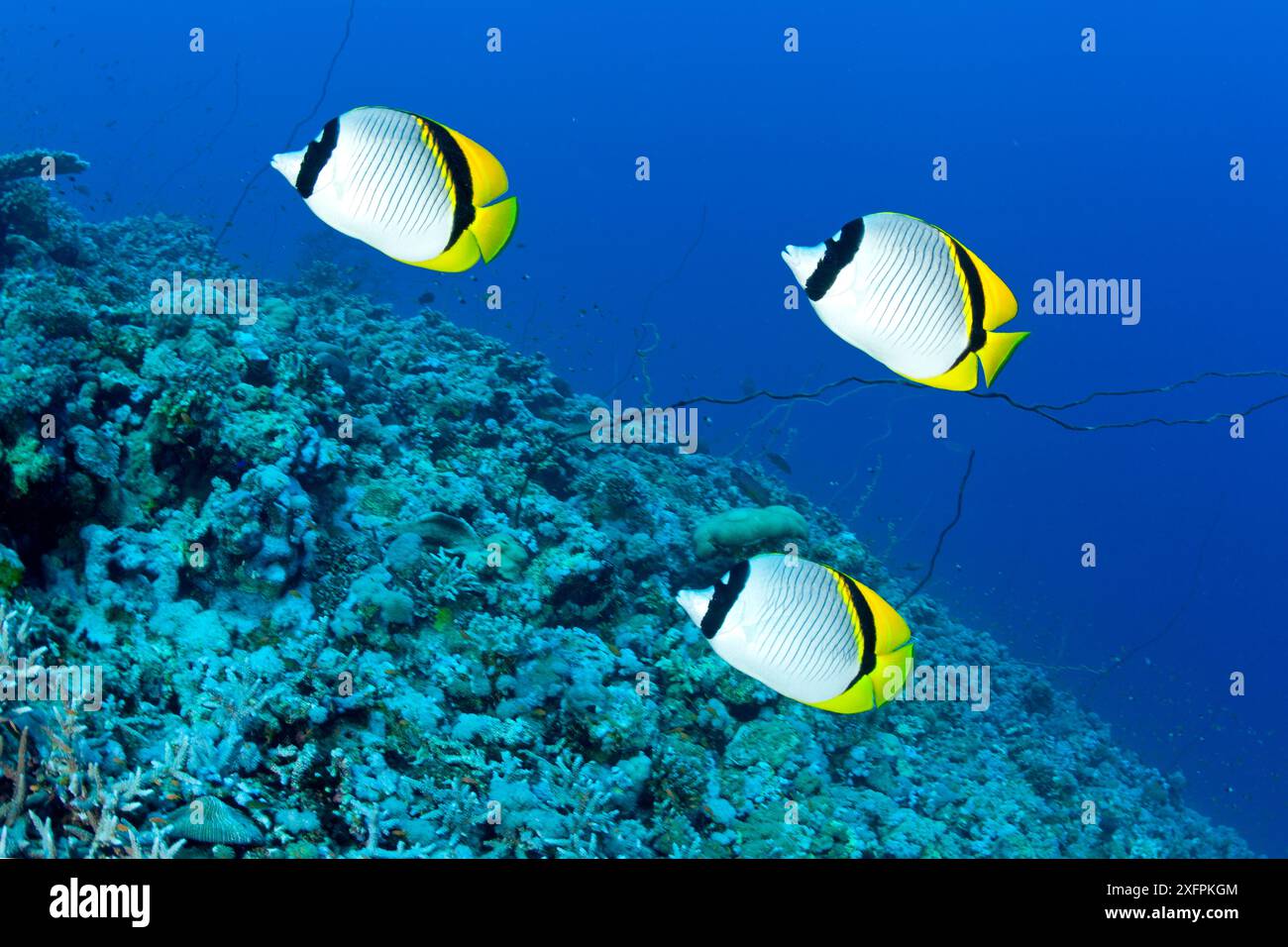 Lined butterflyfish (Chaetodon lineolatus) North Point dive site ...