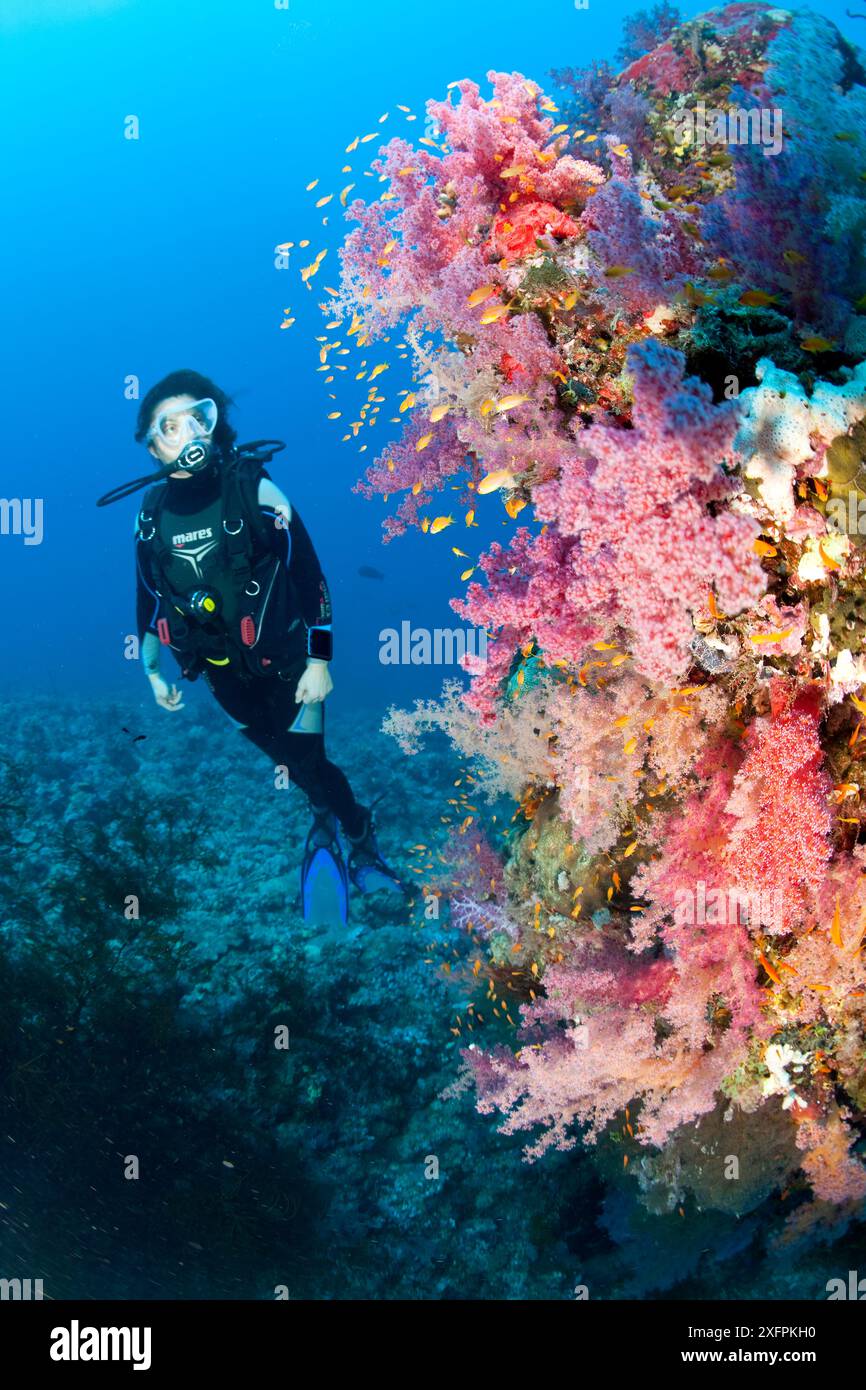 Scuba diver and soft coral (Dendronephthya sp) South Point dive site ...