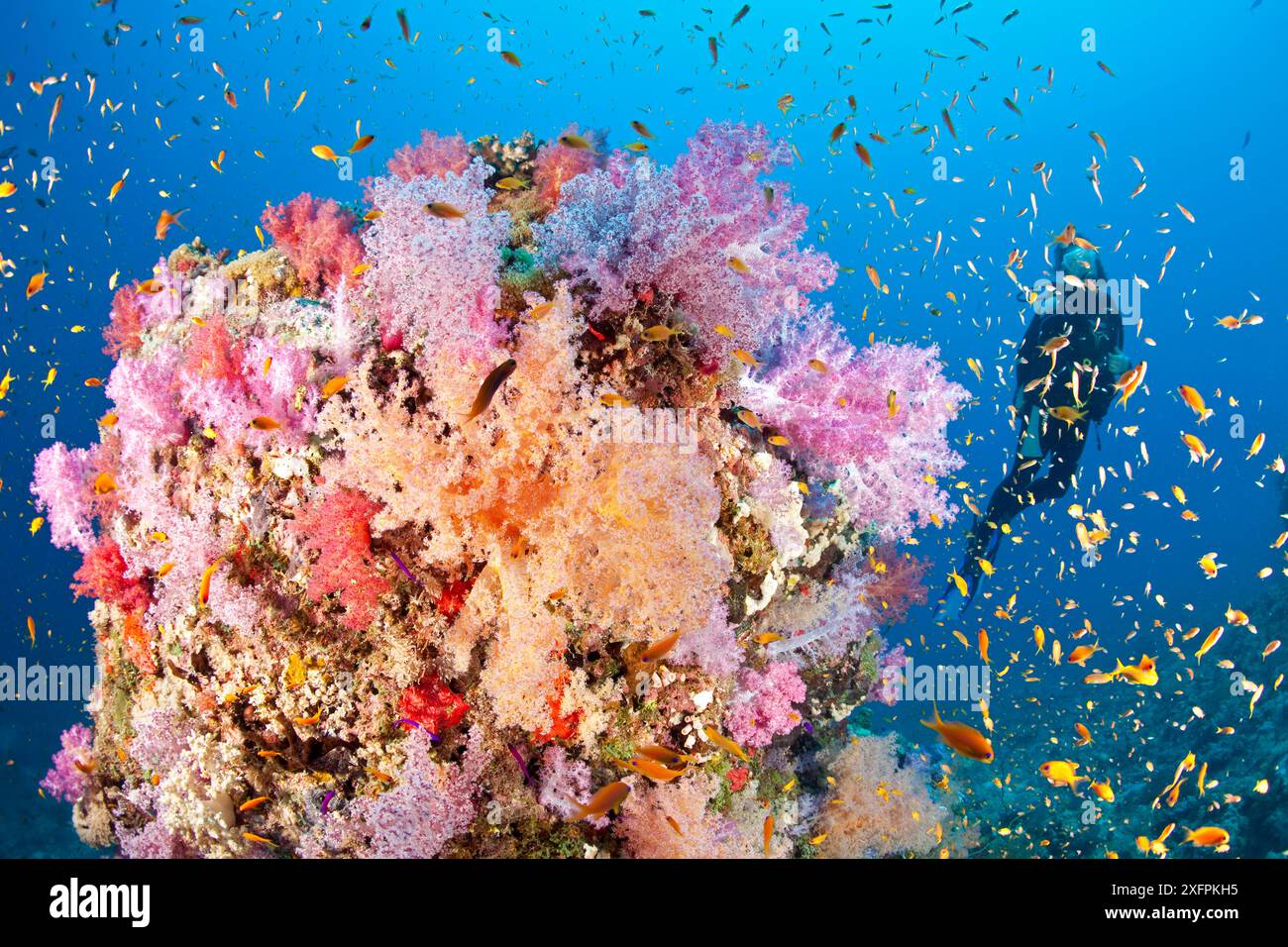 Scuba diver and soft coral (Dendronephthya sp) South Point dive site ...