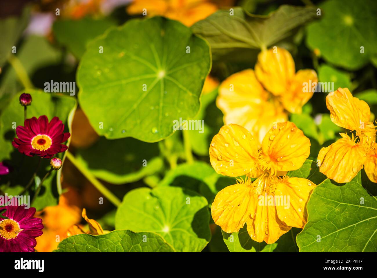 Tropaeolum, commonly known as nasturtium, produces edible yellow ...