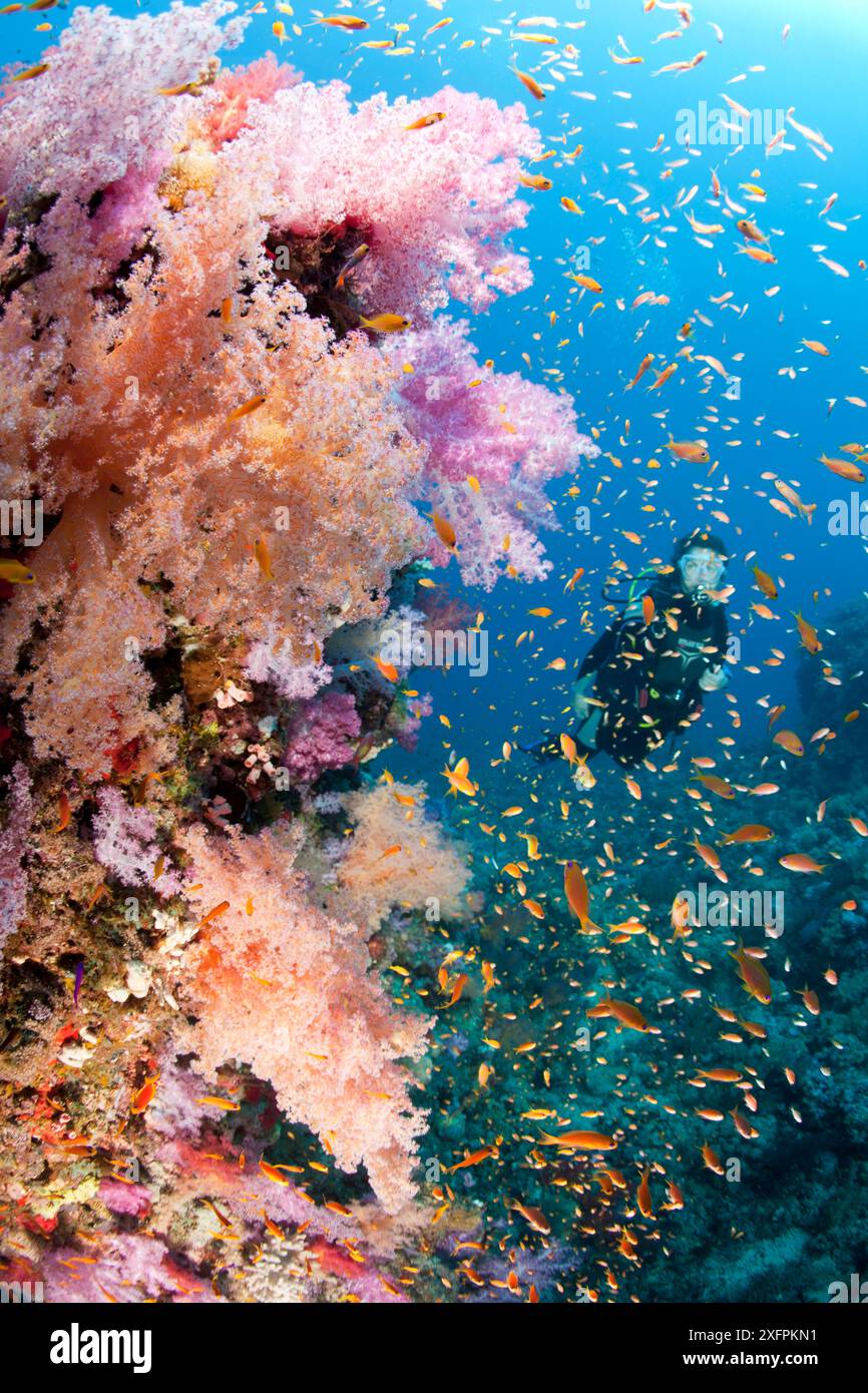 Scuba diver and soft coral (Dendronephthya sp.) South Point dive site ...