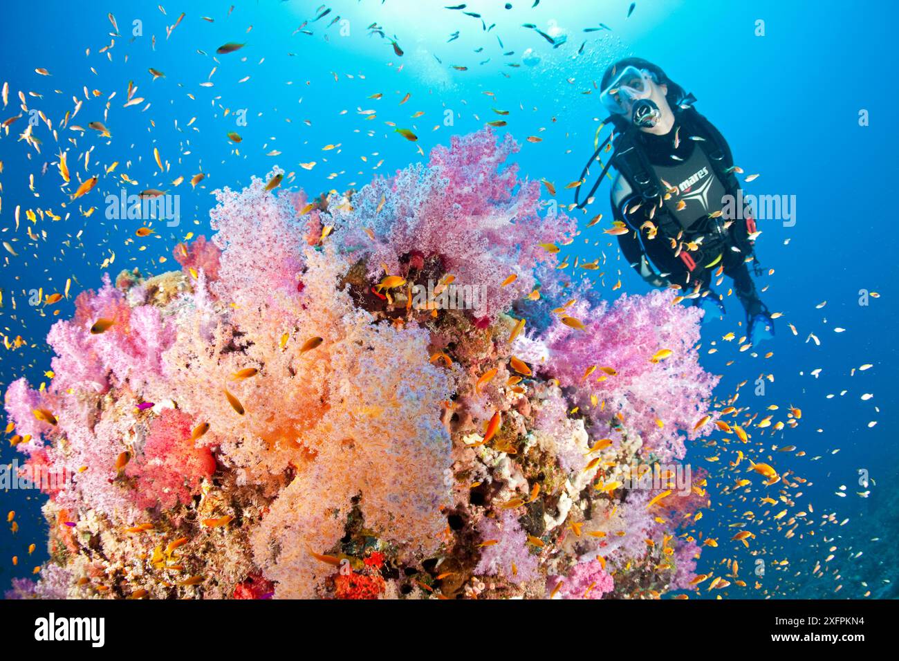 Scuba diver and soft coral (Dendronephthya sp) South Point dive site ...