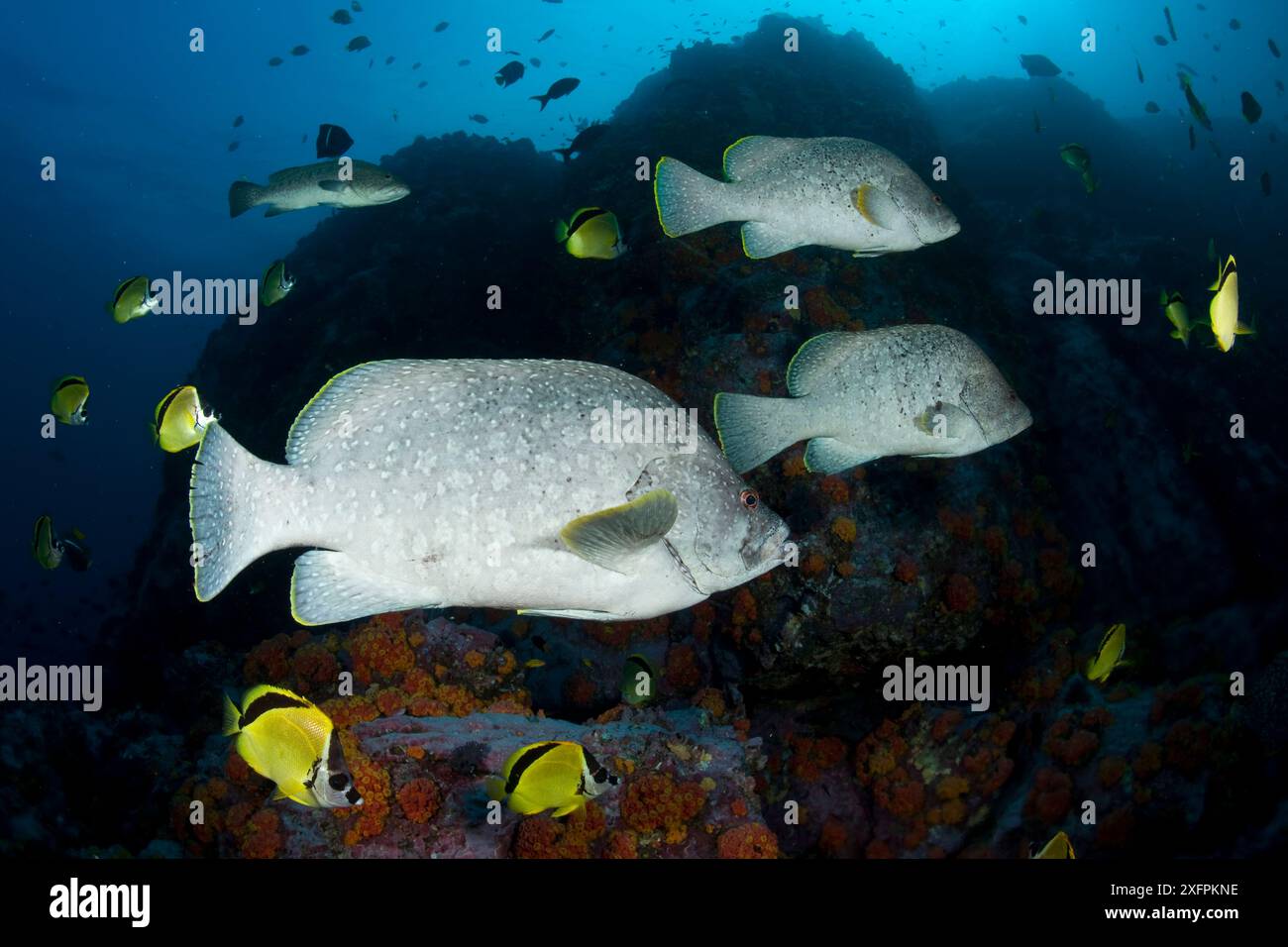 Leather bass (Dermatolepis dermatolepis) and Blacknosed butterflyfish ...