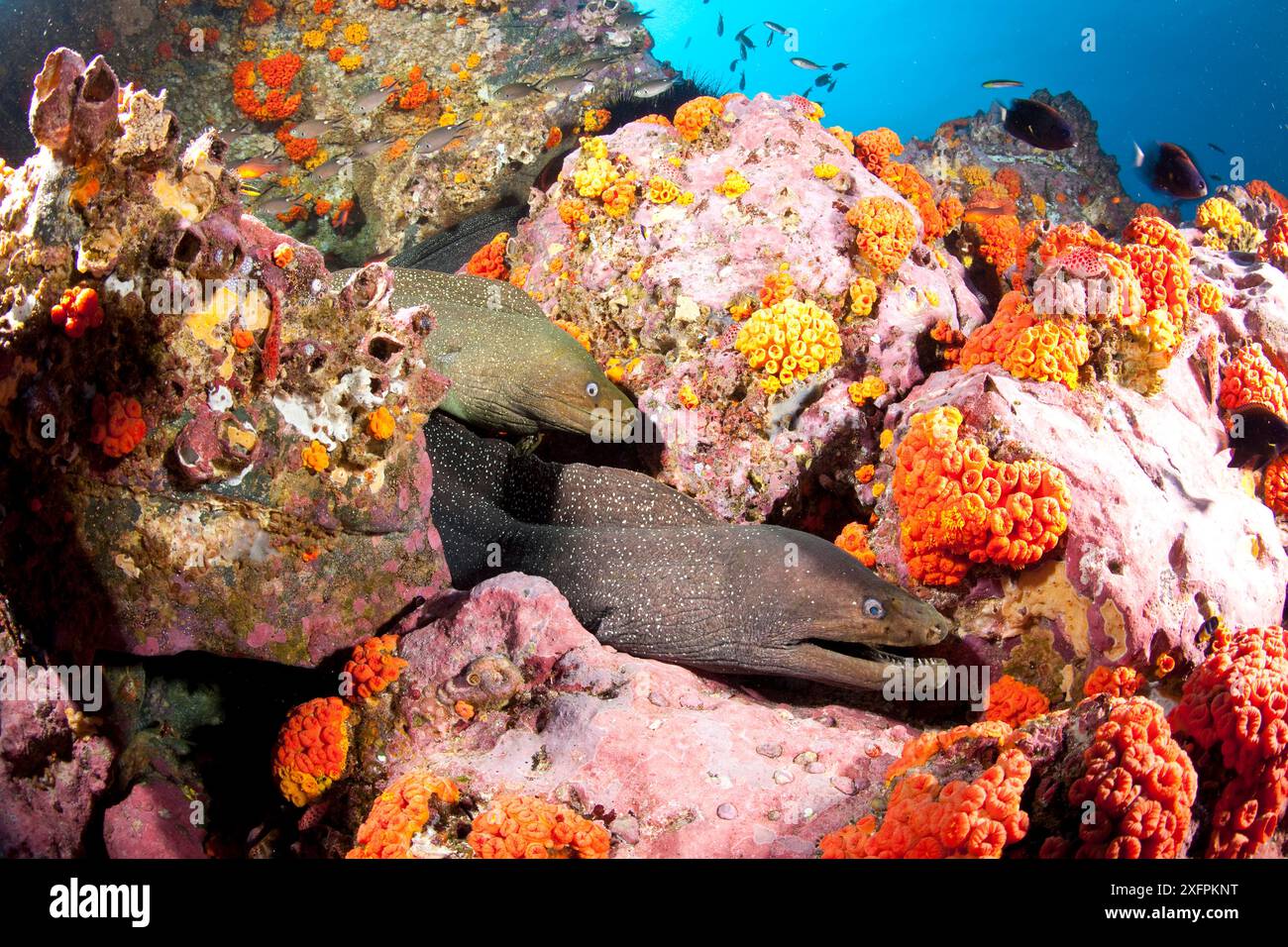 Fine spotted moray eels (Gymnothorax dovi) together in den, Malpelo ...