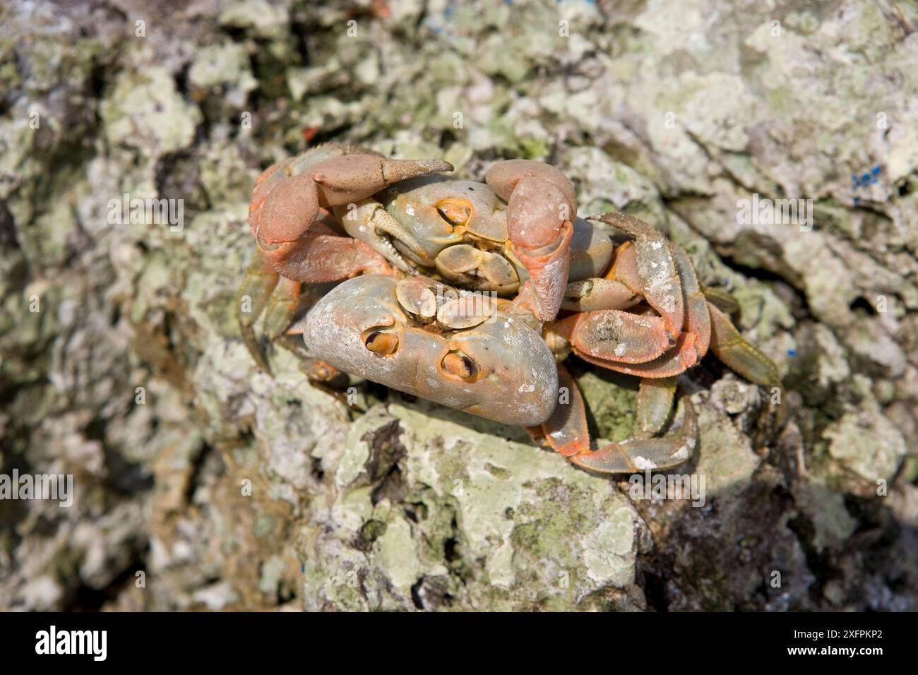 Land crab (Gecarcinus malpilensis) pair mating Malpelo Island National ...
