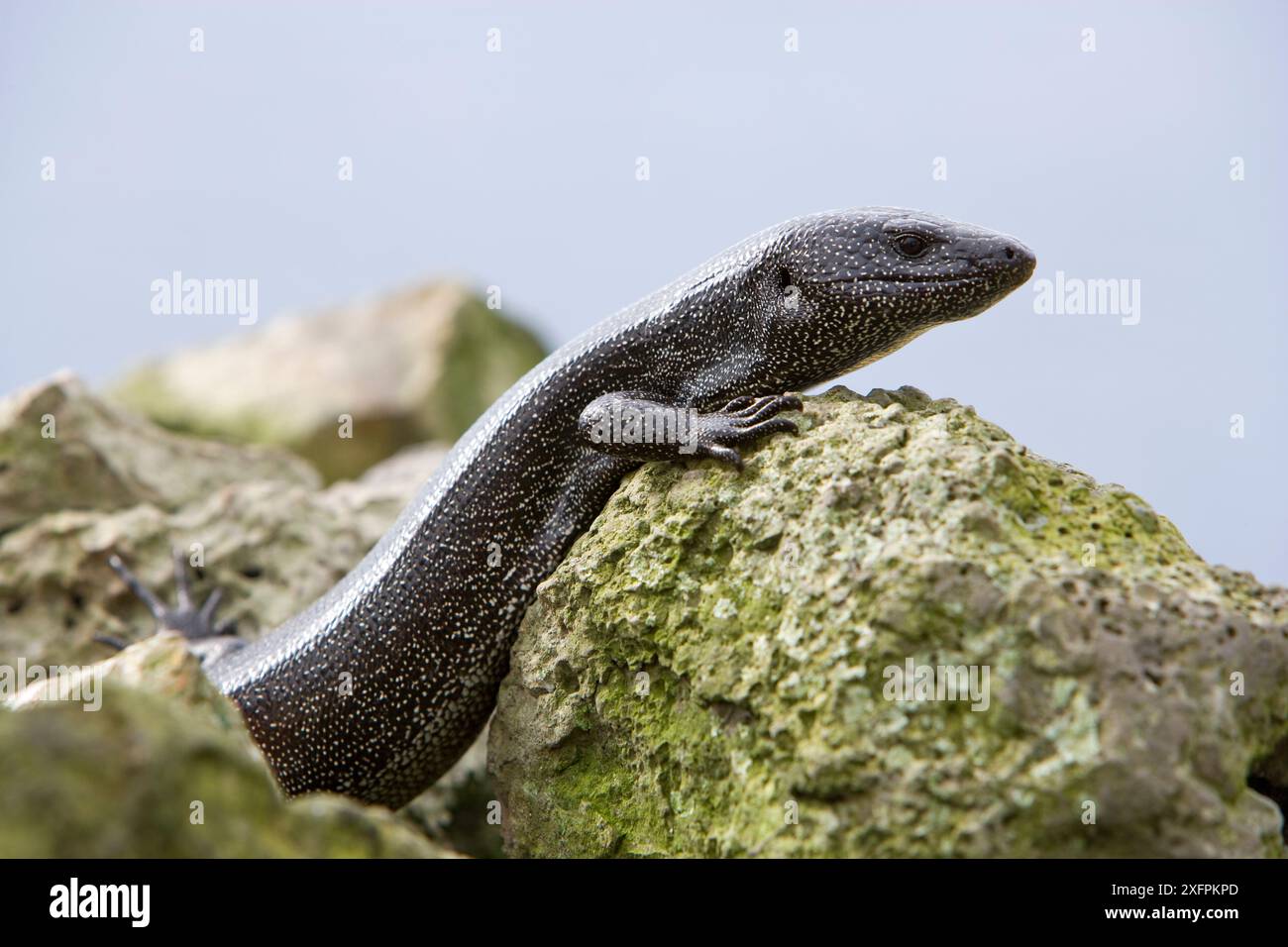 Dotted galliwasp lizard (Diploglossus millepunctatus) Malpelo Island ...