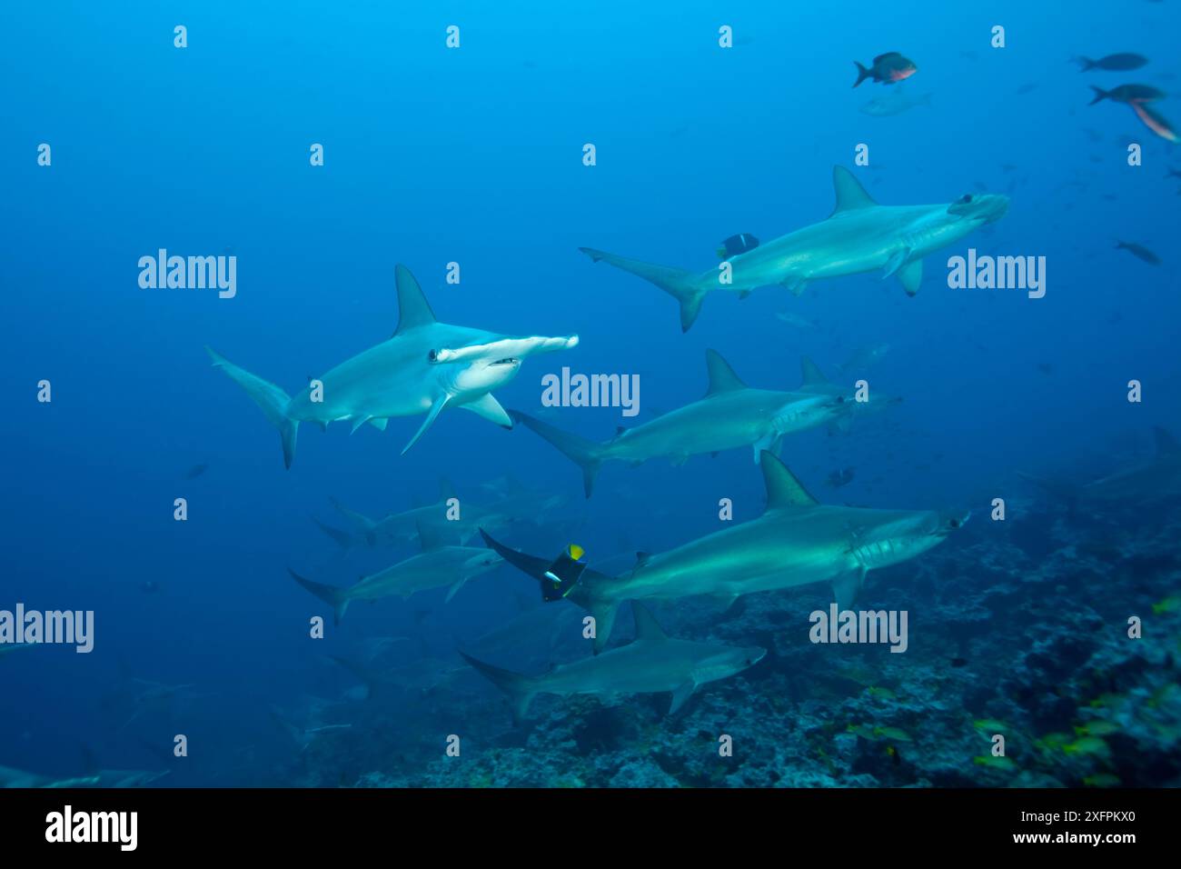 Schooling Scalloped hammerhead sharks (Sphyrna lewini) Malpelo Island ...