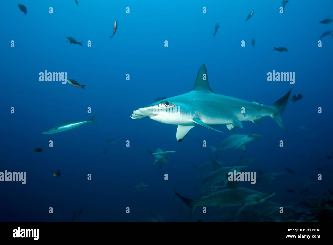 Schooling Scalloped hammerhead sharks (Sphyrna lewini) Malpelo Island ...