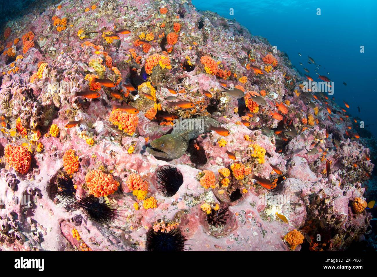Fine spotted moray (Gymnothorax dovii) Malpelo Island National Park ...