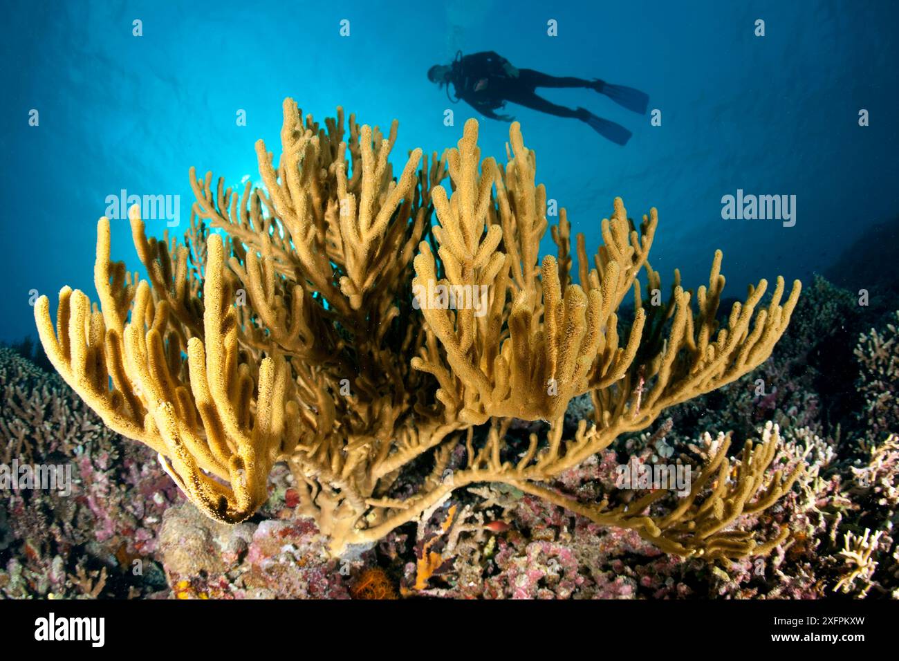 Scuba diver and sea fan (Rumphella sp), Tubbataha Reef Natural Park ...