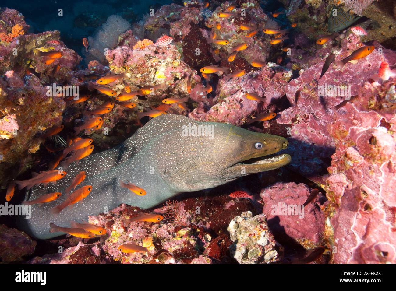 Fine spotted moray (Gymnothorax dovi) Malpelo Island National Park ...
