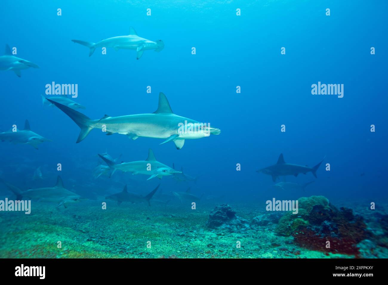 Schooling Scalloped hammerhead sharks (Sphyrna lewini) Malpelo Island ...
