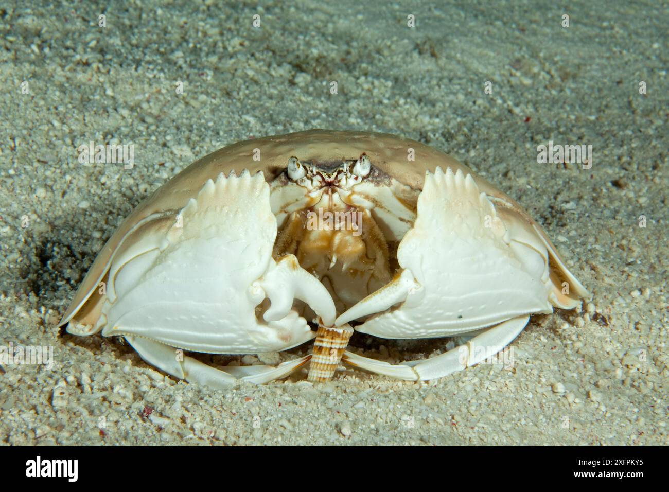 Giant box crab (Calappa calappa) eating a shell, Tubbataha Reef Natural ...