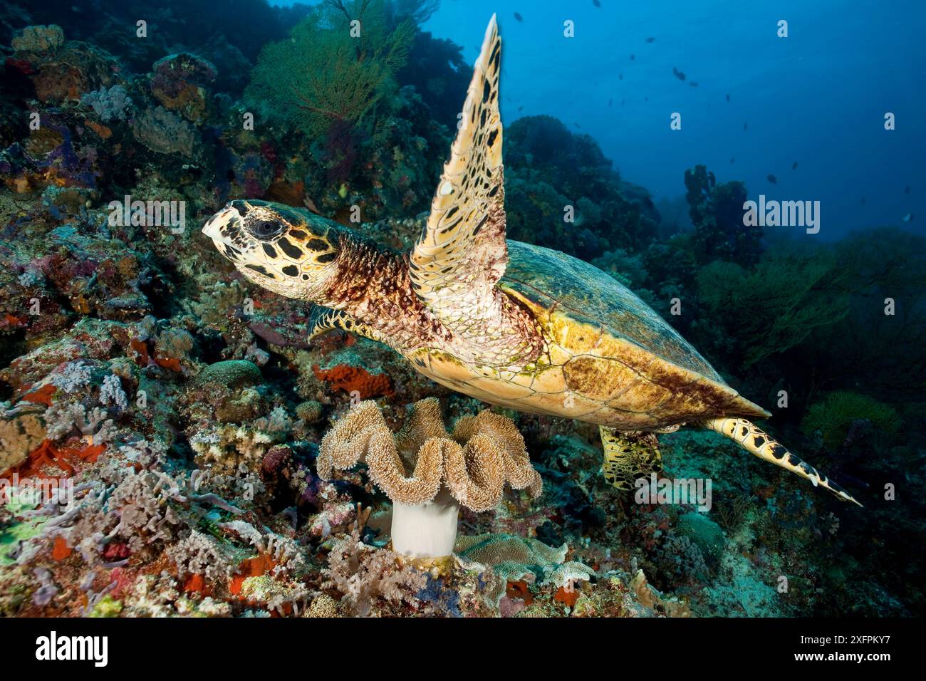 Hawksbill turtle (Eretmochelys imbricata) Tubbataha Reef Natural Park ...