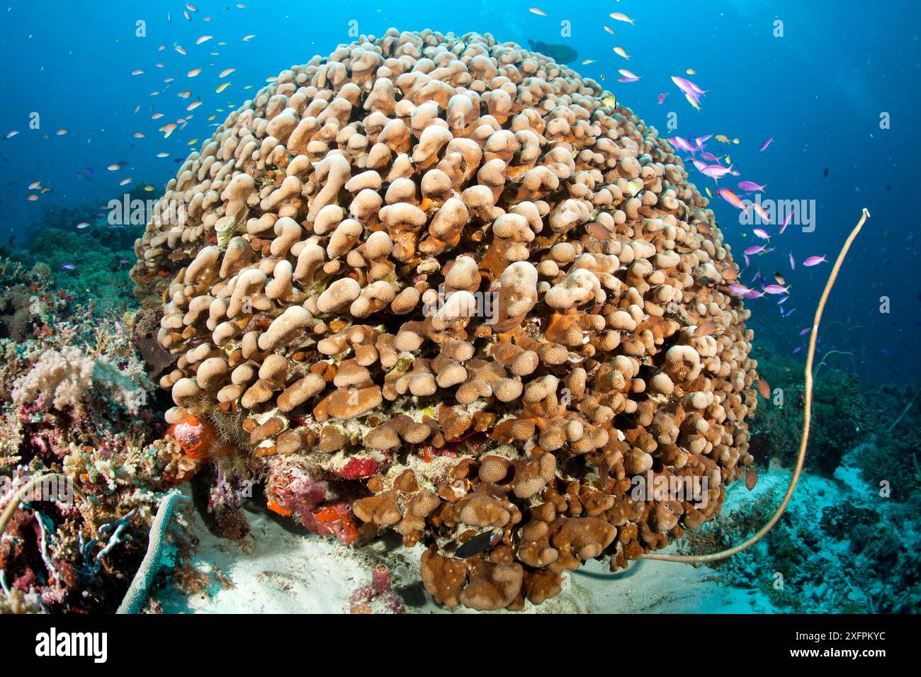 Coral (Favia stelligera) Tubbataha Reef Natural Park, UNESCO World ...