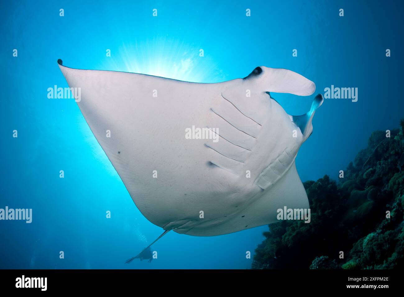 Manta ray (Manta birostris) Tubbataha Reef Natural Park, UNESCO World ...