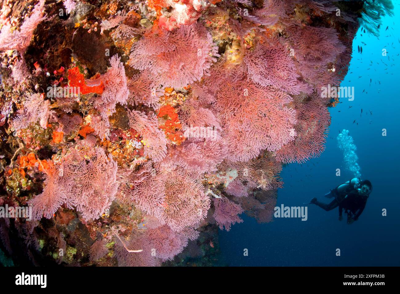 Scuba diver and Gorgonian fan (Acabaria sp.) Tubbataha Reef Natural ...