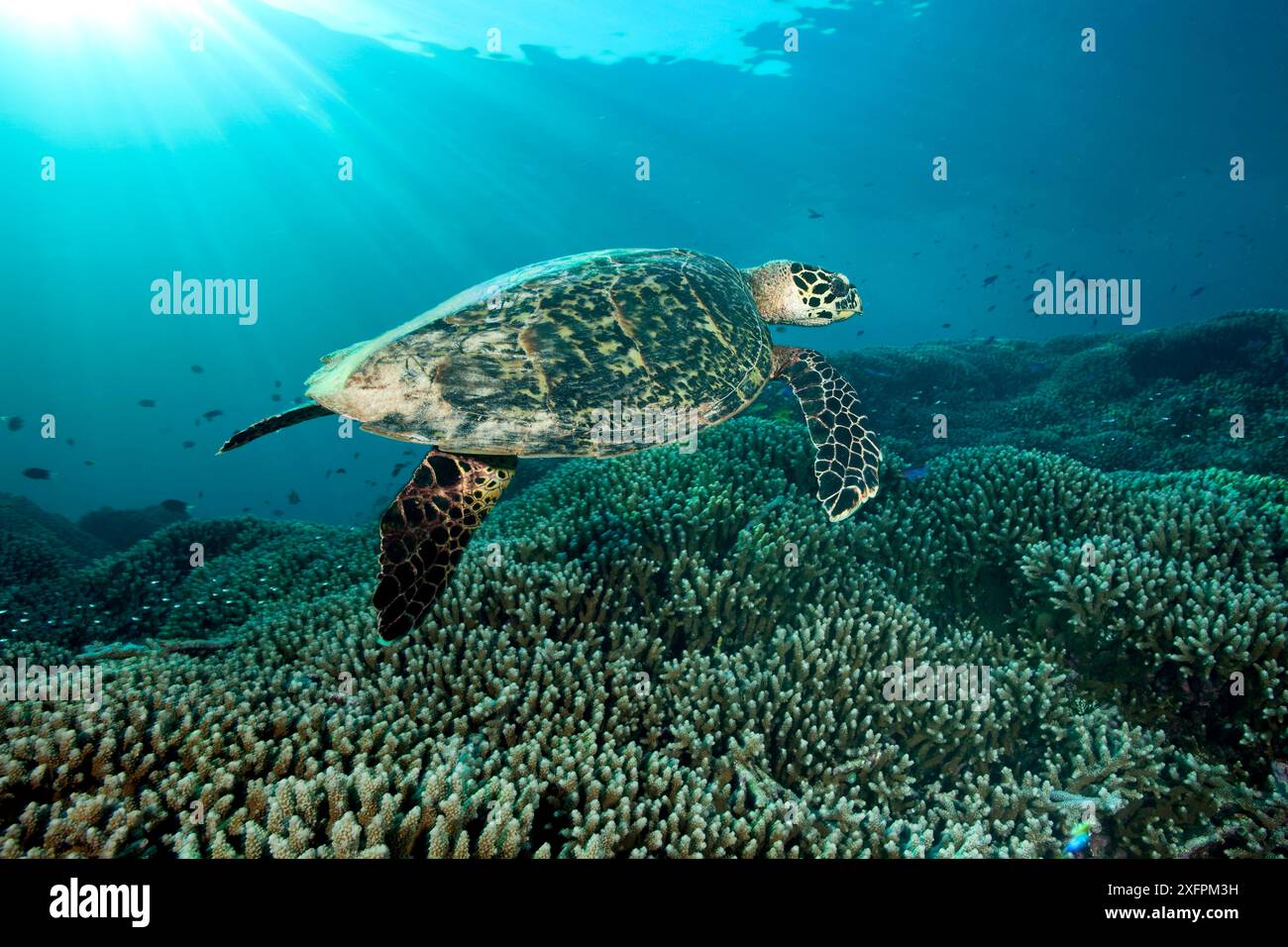 Hawksbill turtle (Eretmochelys imbricata) Tubbataha Reef Natural Park ...