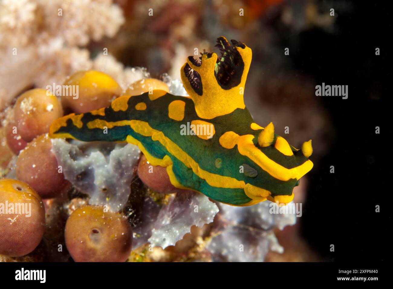 Nudibranch (Tambja morosa) Tubbataha Reef Natural Park, UNESCO World ...
