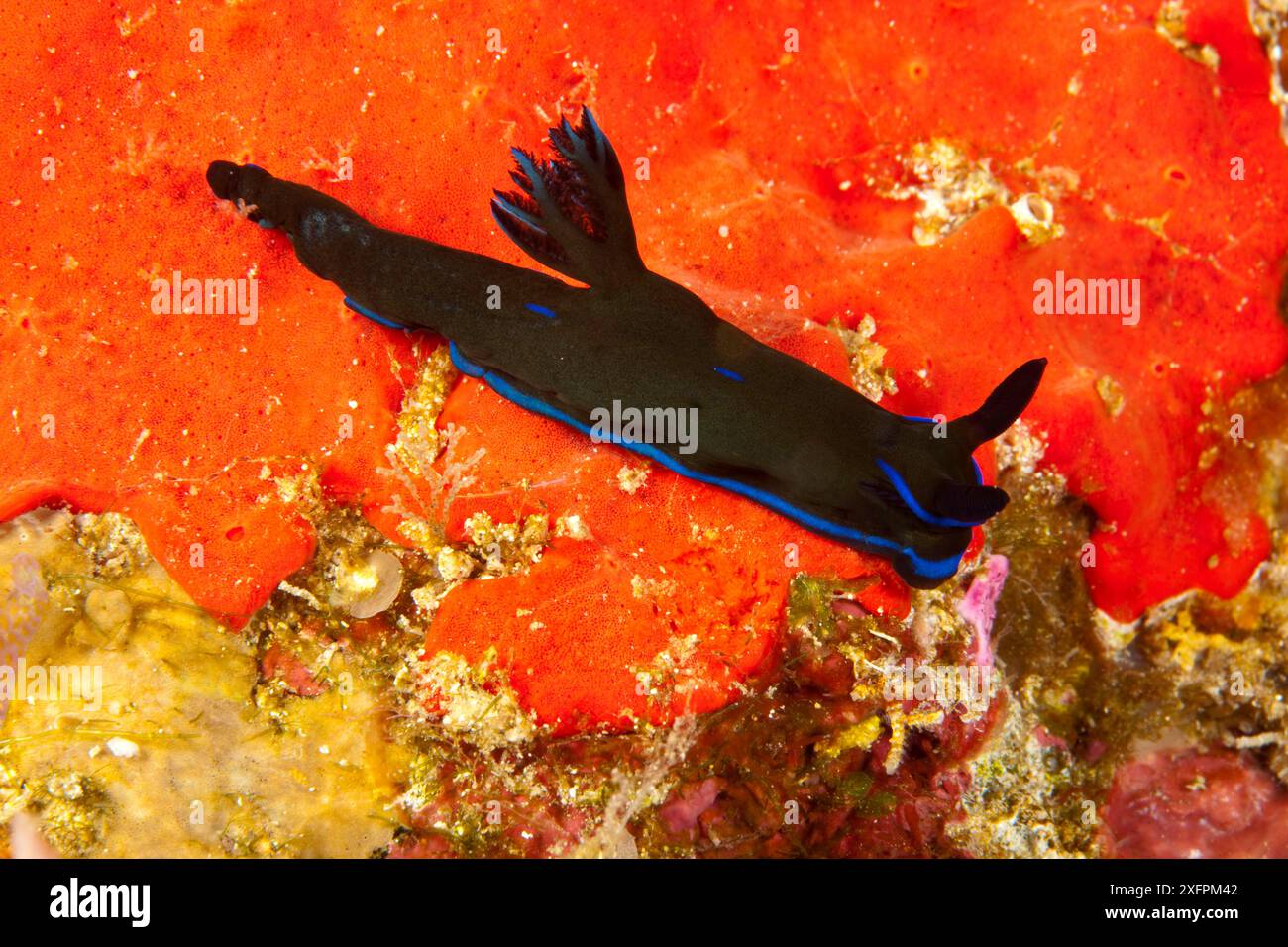 Nudibranch (Tambja morosa) Tubbataha Reef Natural Park, UNESCO World ...