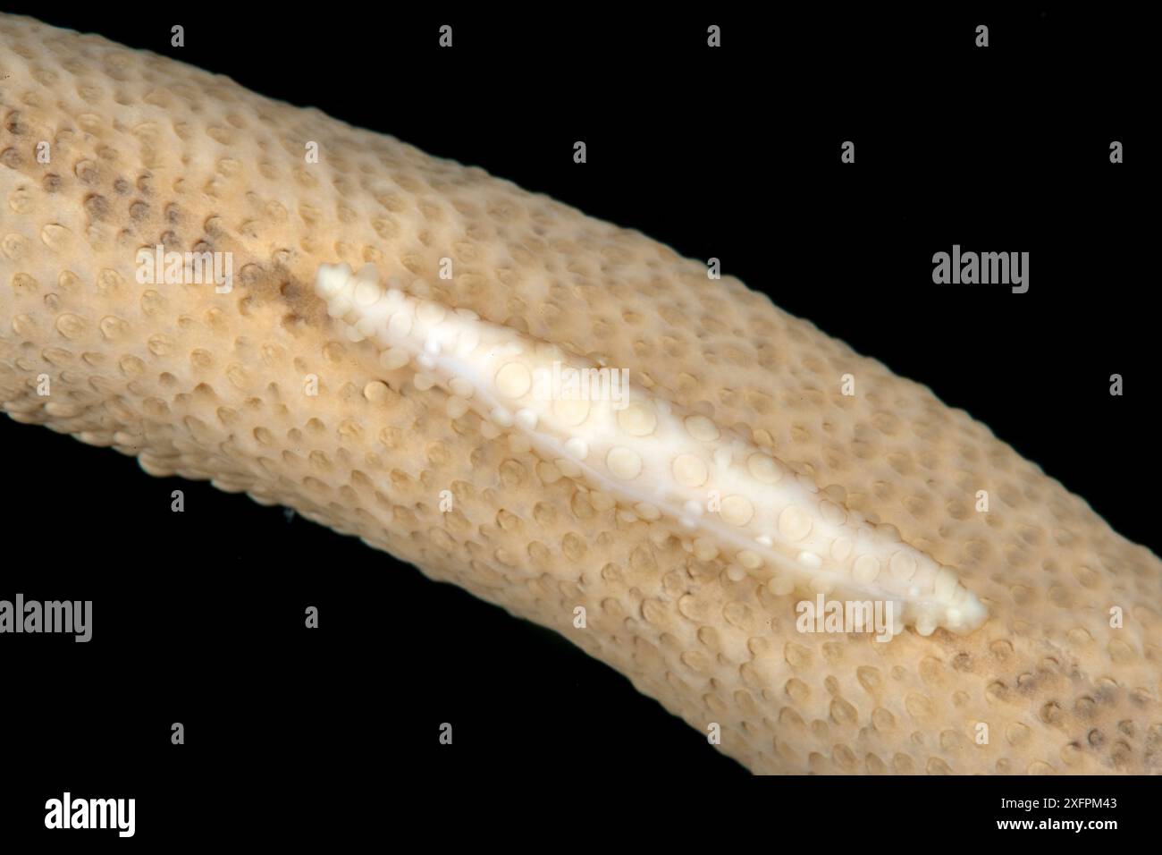 Hiatavolva coarctata hi-res stock photography and images - Alamy