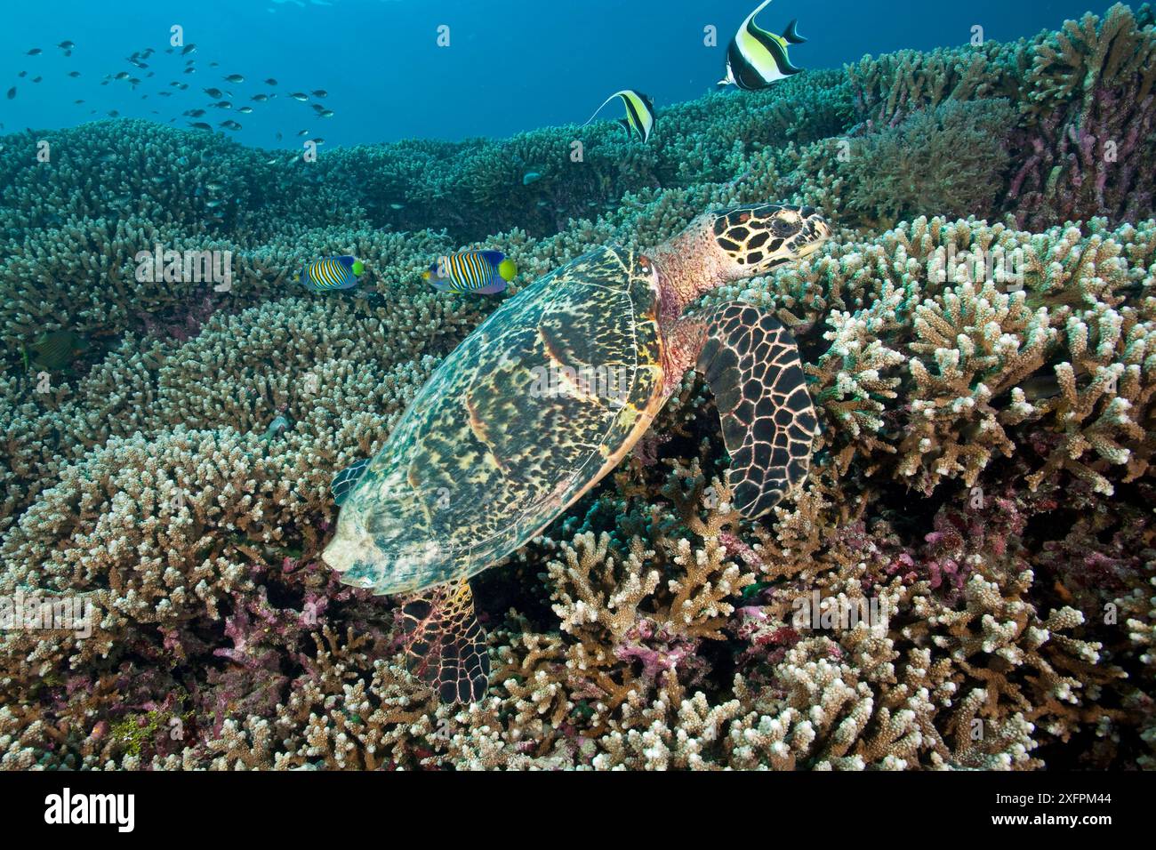 Underwater world sulu sea hi-res stock photography and images - Alamy