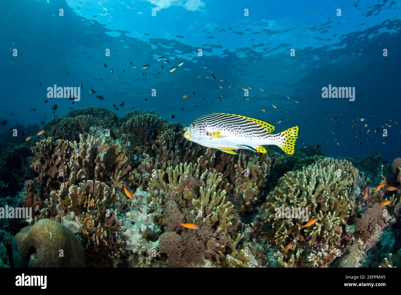 Oblique-banded sweetlips (Plectorhinchus lineatus) Tubbataha Reef ...