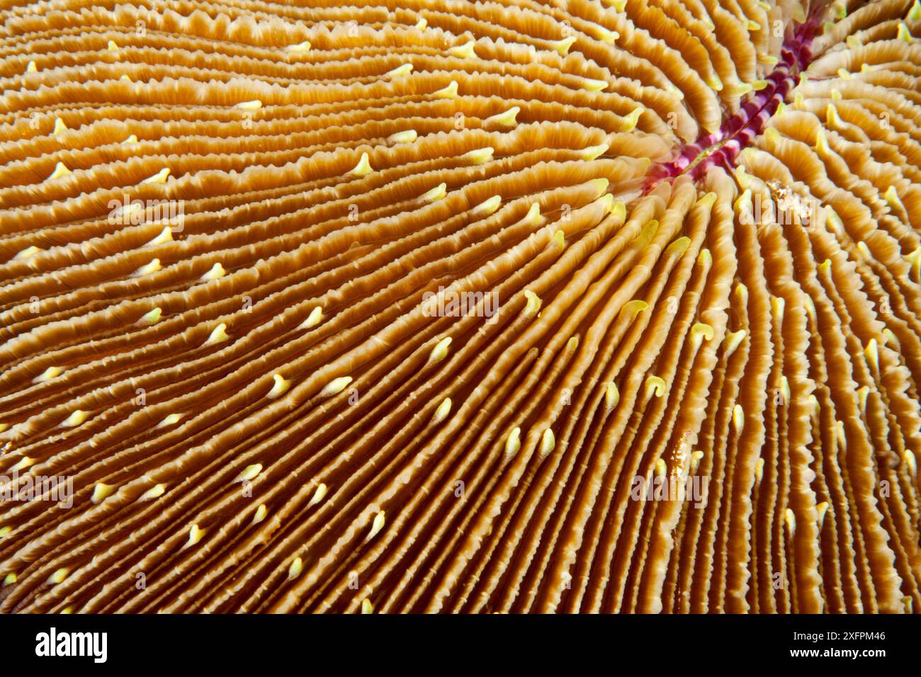 Detail of Mushroom coral (Fungia fungites) Tubbataha Reef Natural Park ...