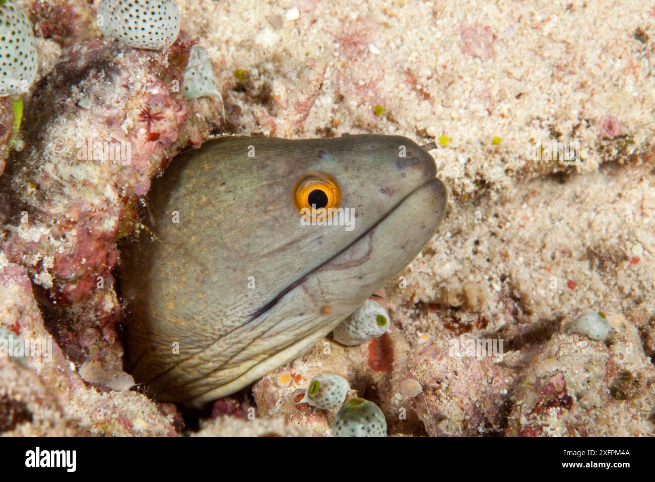 Yellowmargin moray (Gymnothorax flavimarginatus) peering out of hole ...