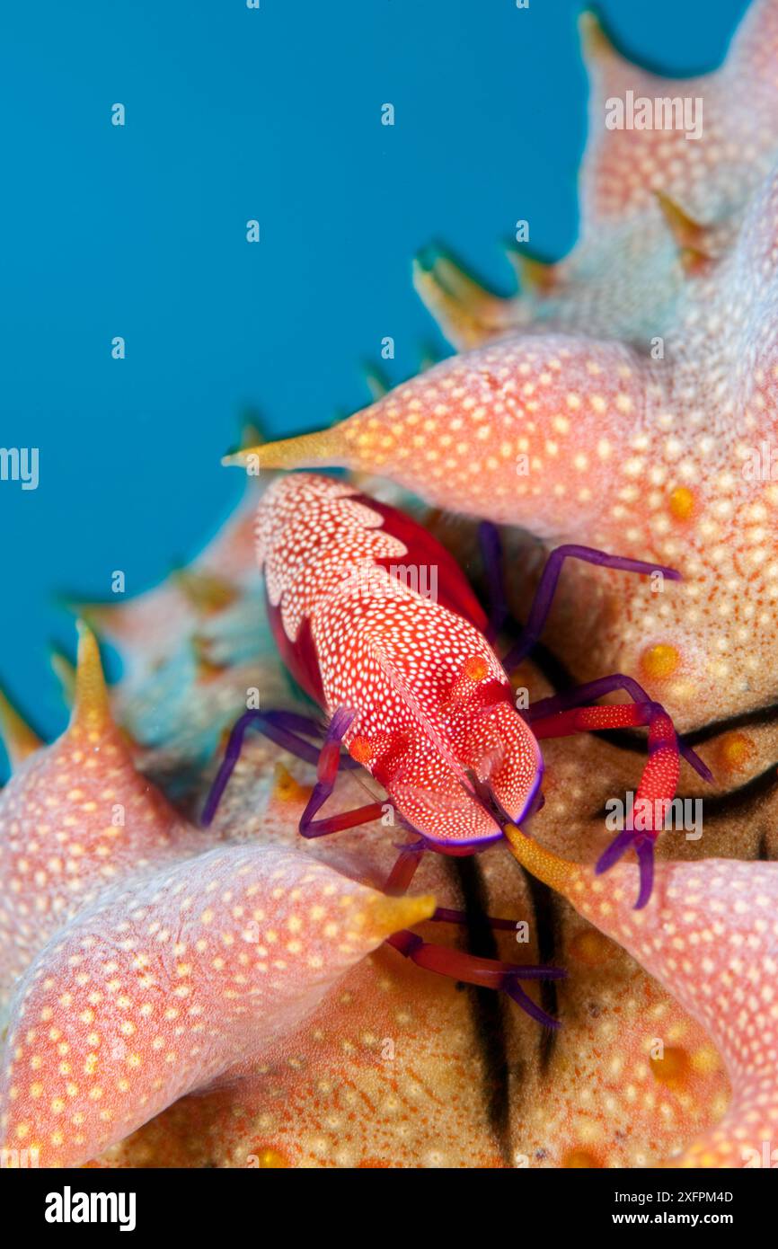 Emperor shrimp (Periclemenes imperator) on sea cucumber (Thelenota ...