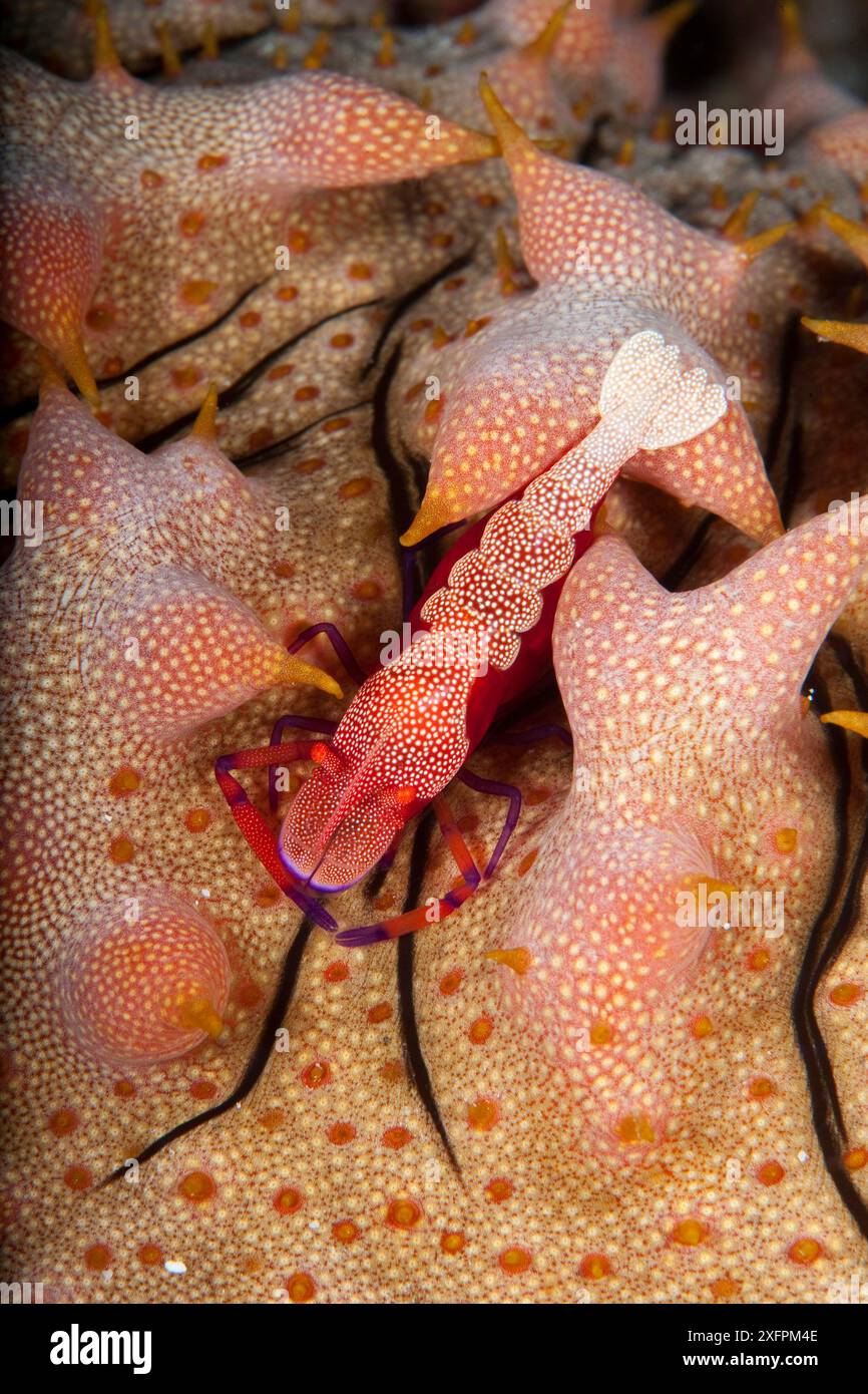 Emperor shrimp (Periclemenes imperator) on sea cucumber (Thelenota ...