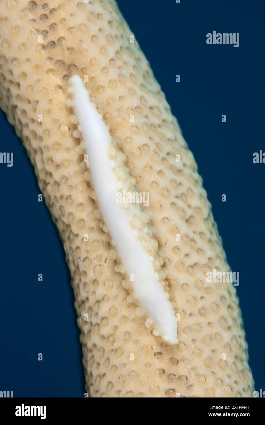 Allied cowry (Hiatavolva coarctata) on sea fan (Rumphella sp) Tubbataha ...