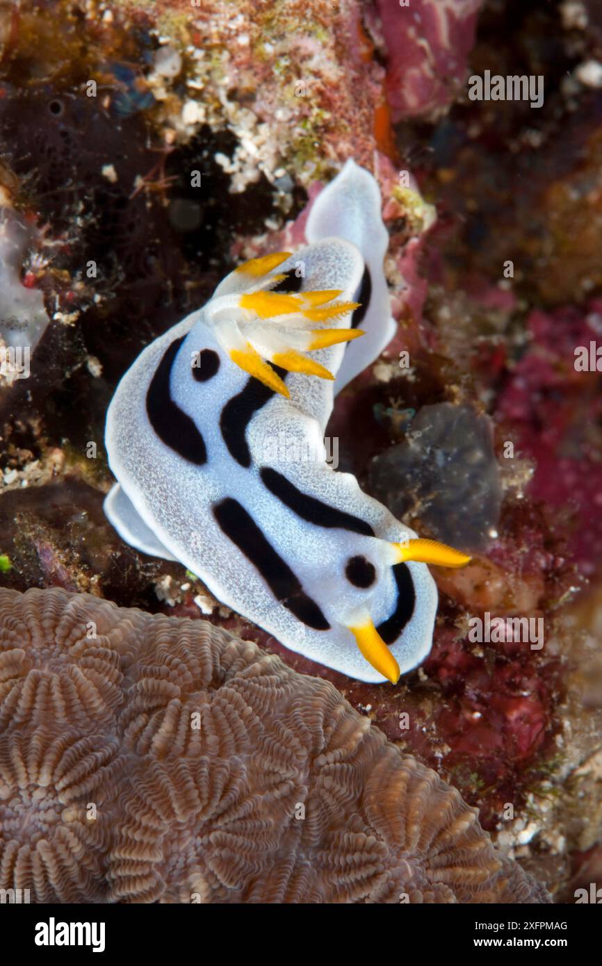 Nudibranch (Chromodoris dianae) Tubbataha Reef Natural Park, UNESCO ...