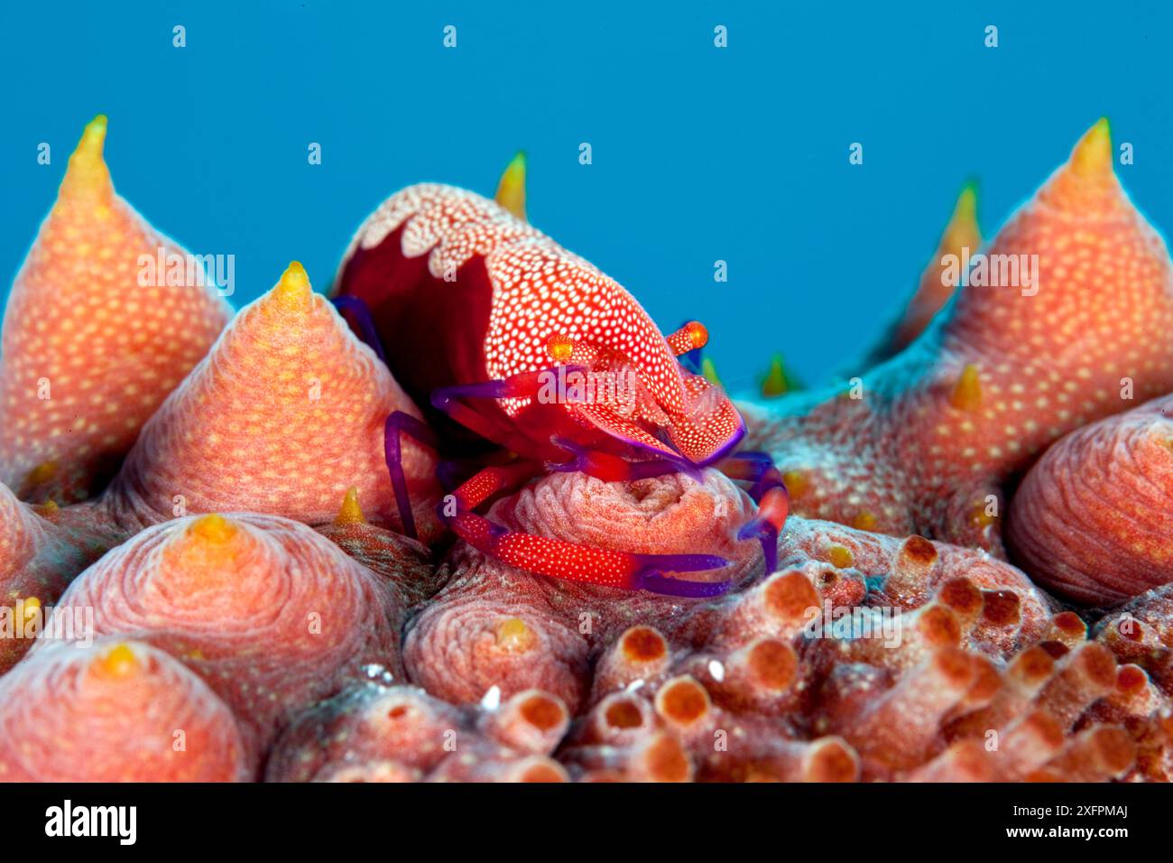 Emperor shrimp (Periclemenes imperator) on sea cucumber (Thelenota ...
