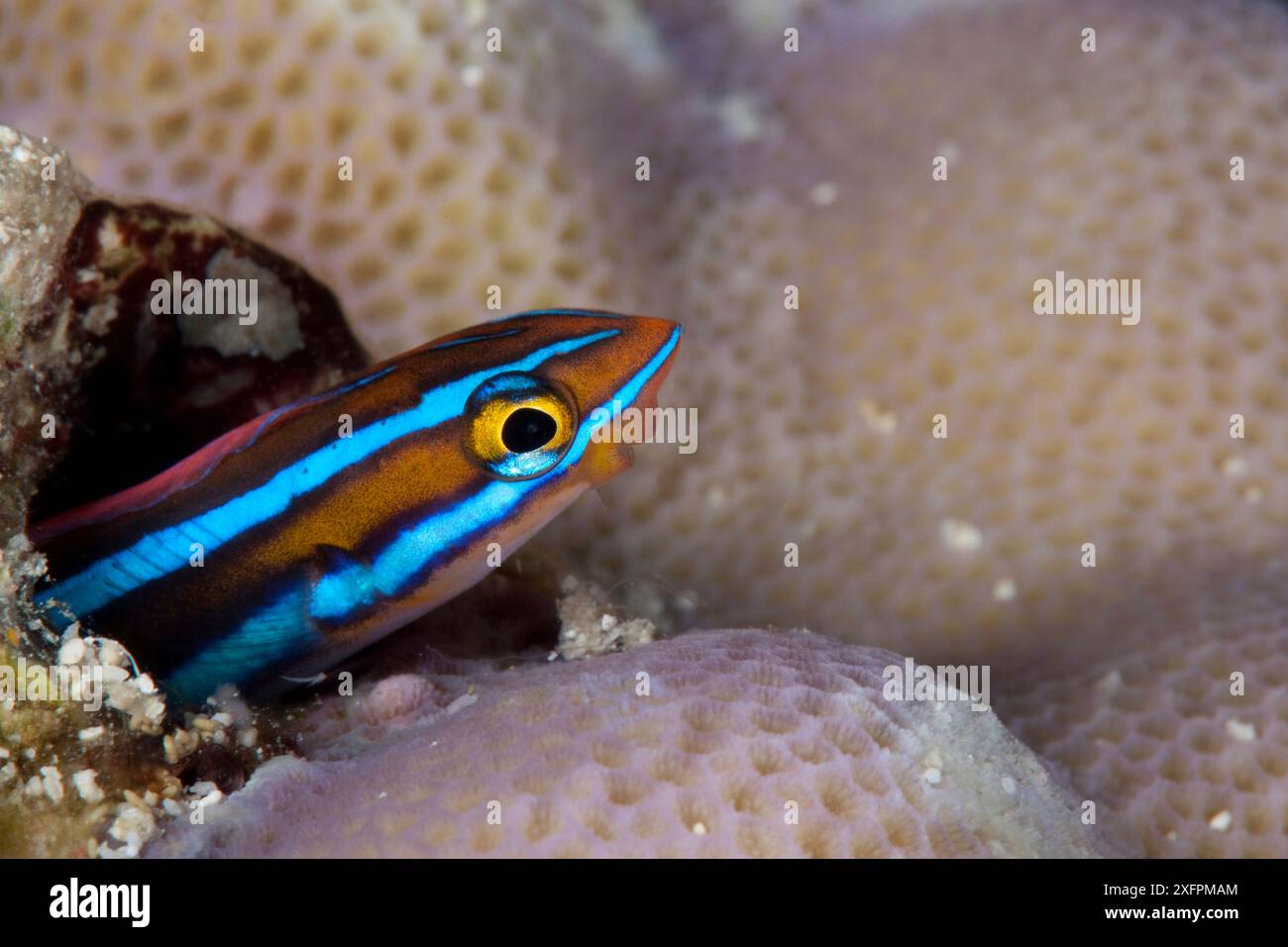 Blue lined blenny (Helcogramma striata) Tubbataha Reef Natural Park ...