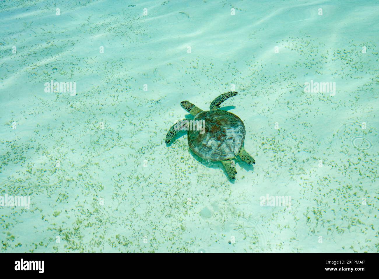 Green sea turtle (Chelonia mydas) Tubbataha Reef Natural Park, UNESCO ...