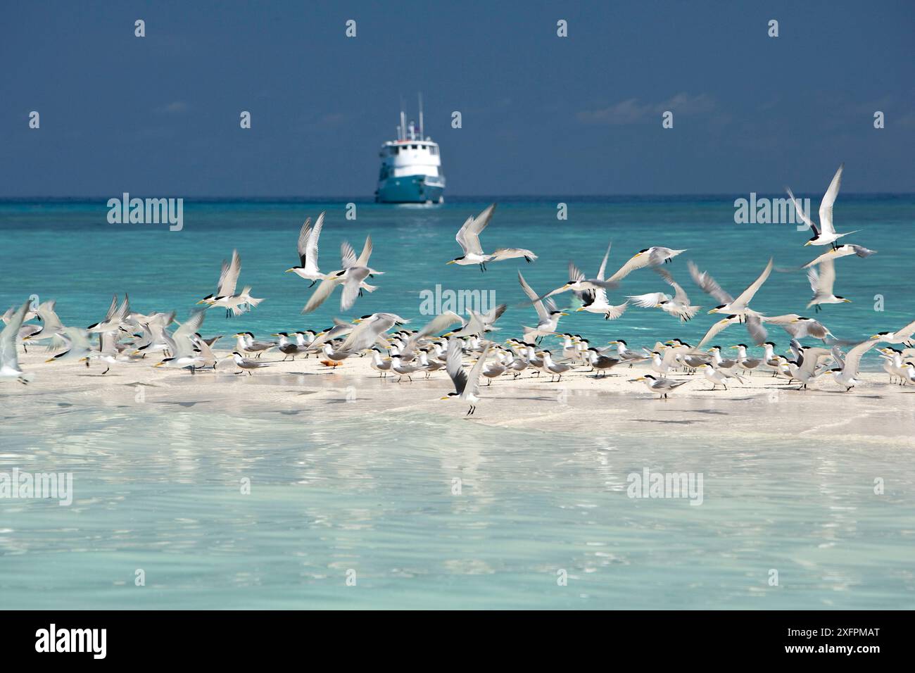 Greater crested terns (Thalasseus bergii) on a strip of sand with the ...
