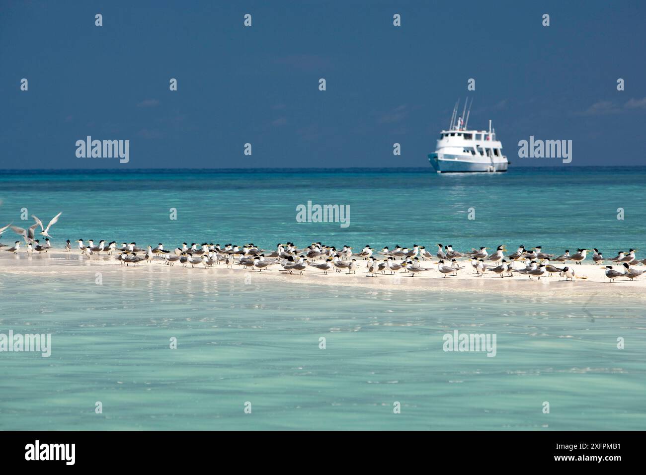 Greater crested terns (Thalasseus bergii) on a strip of sand with the ...