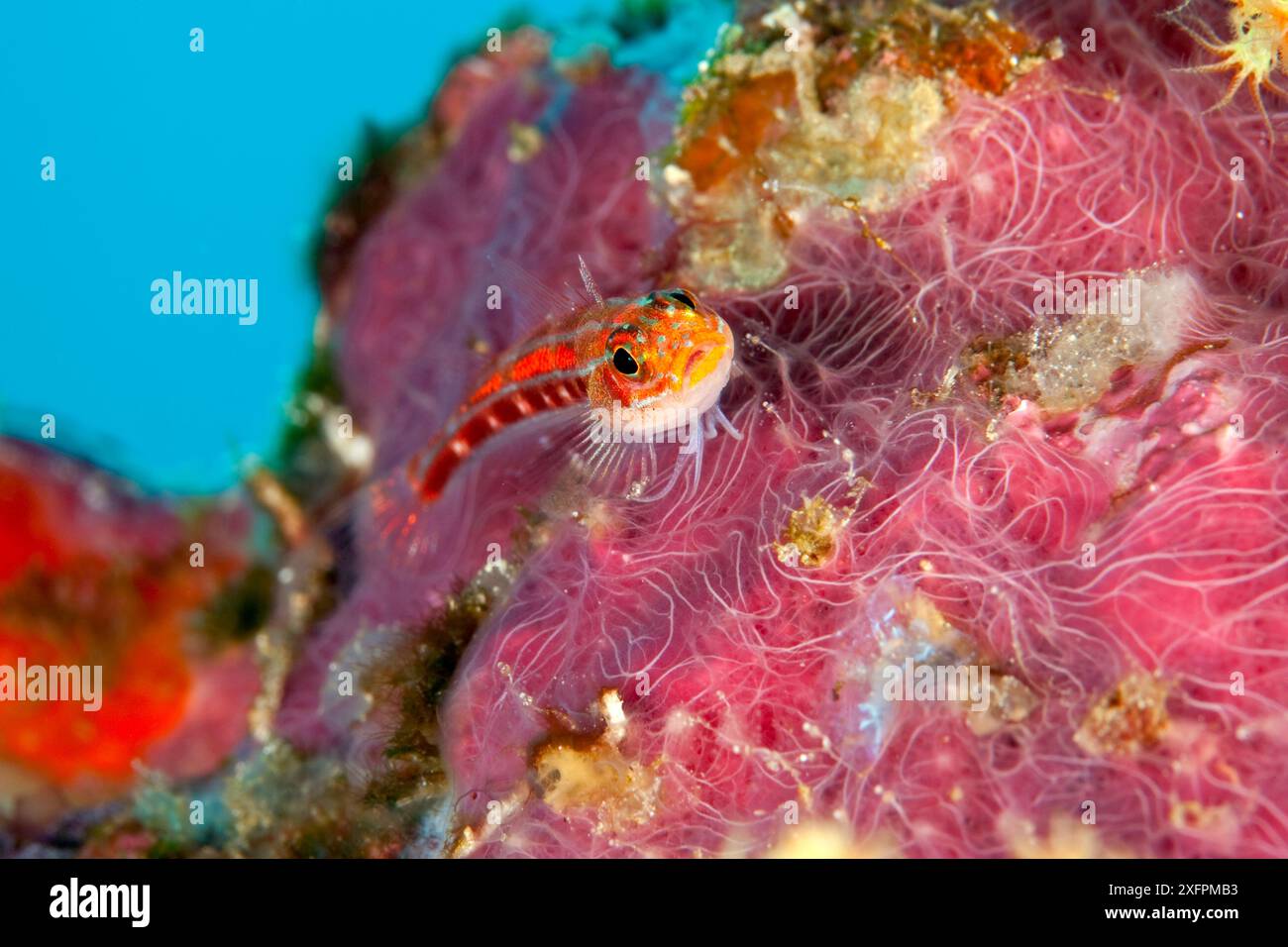 Neon triplefin (Helcogramma striata) Tubbataha Reef Natural Park ...