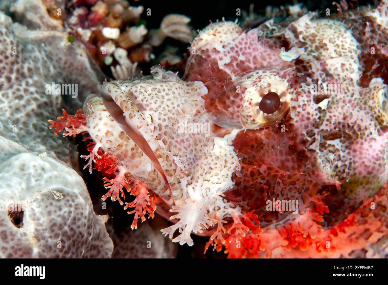 Scorpionfish (Scorpaenopsis oxycephalus) Tubbataha Reef Natural Park ...