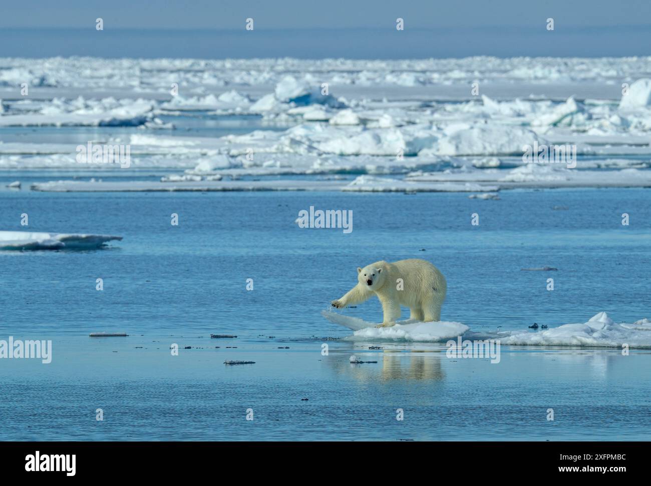 Polar bear (Ursus maritimus) on the edge of the pack ice, Svalbard ...