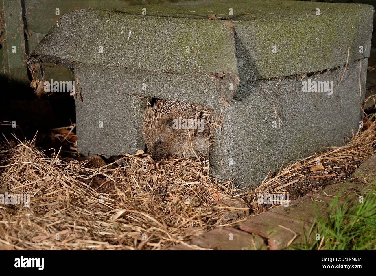 Hedgehog (Erinaceus europaeus) emerging from a hedgehog house in a ...