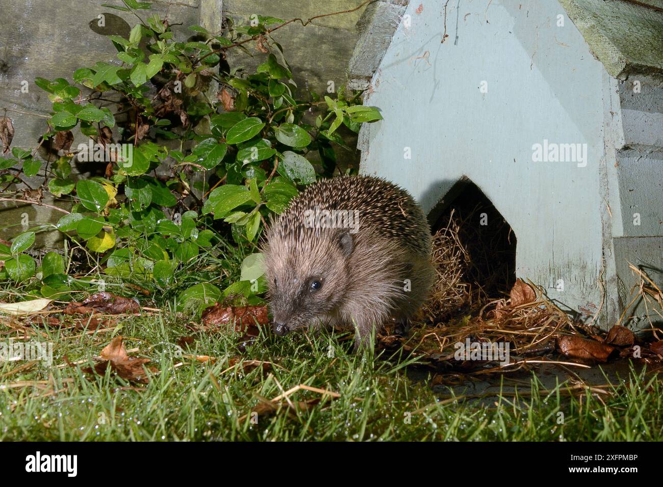 Hedgehog (Erinaceus europaeus) emerging from a hedgehog house at night ...