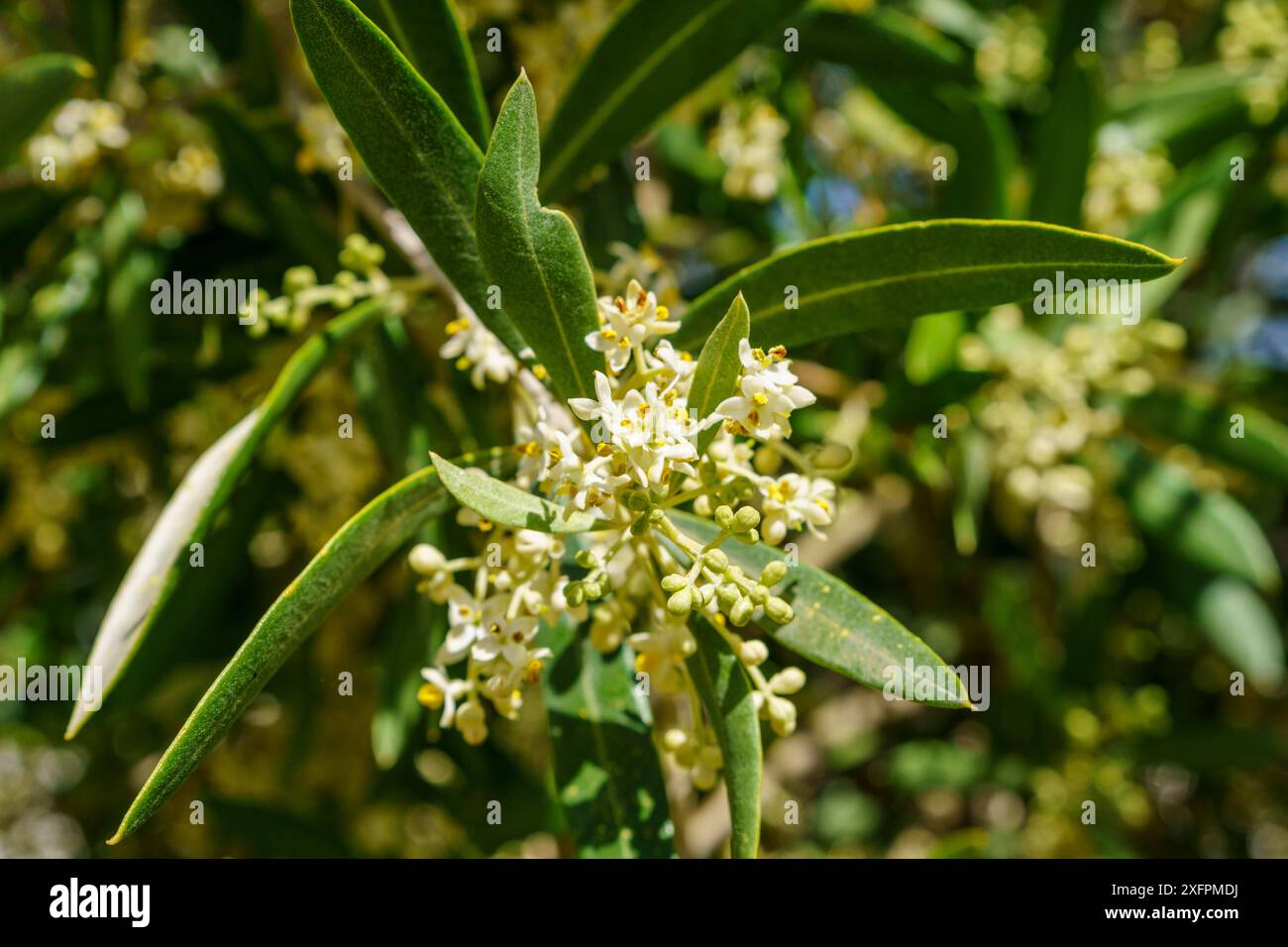 White mulberry morus alba moraceae hi-res stock photography and images ...