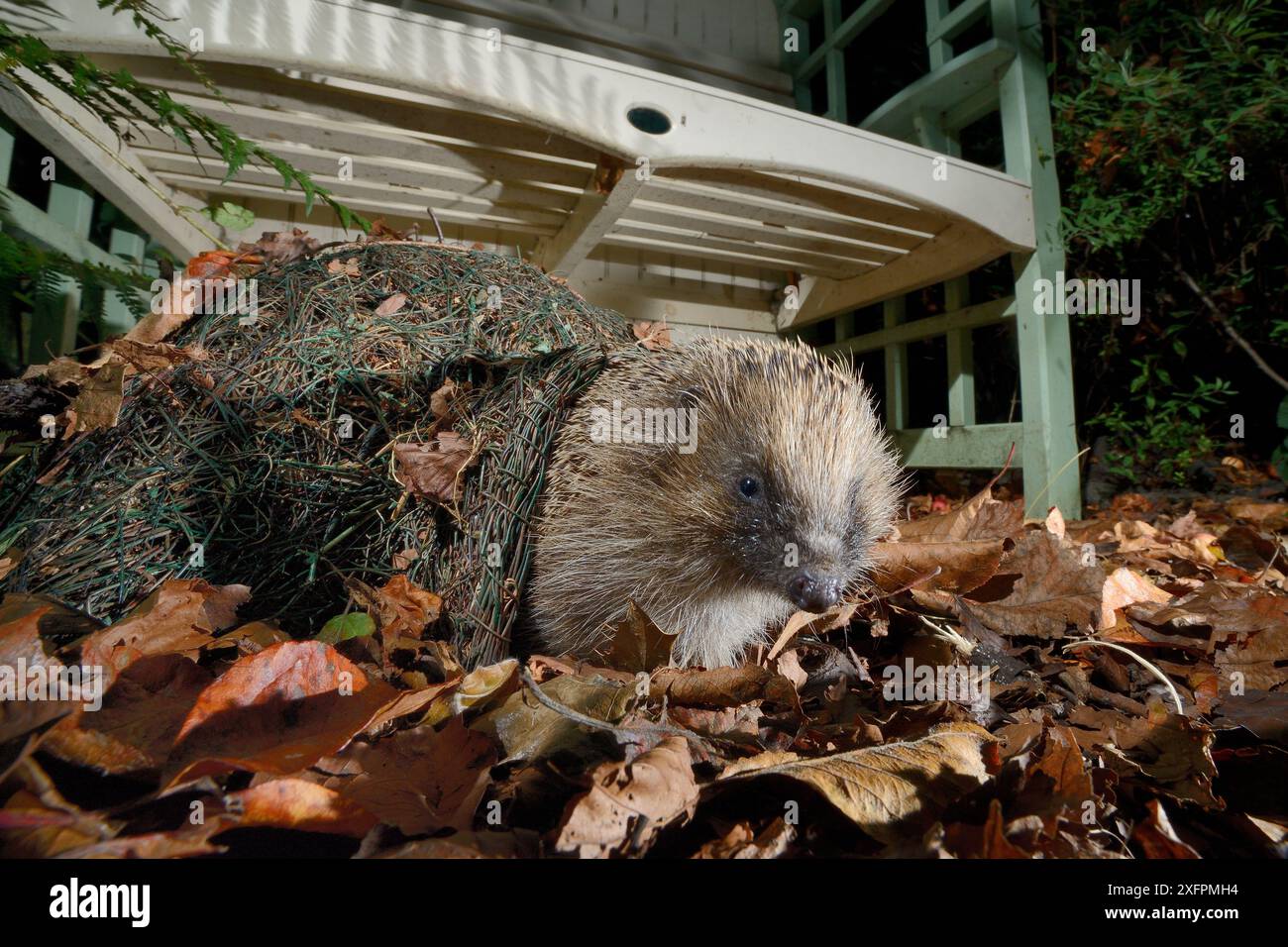 Hedgehog (Erinaceus europaeus) emerging from a hedgehog house at night ...